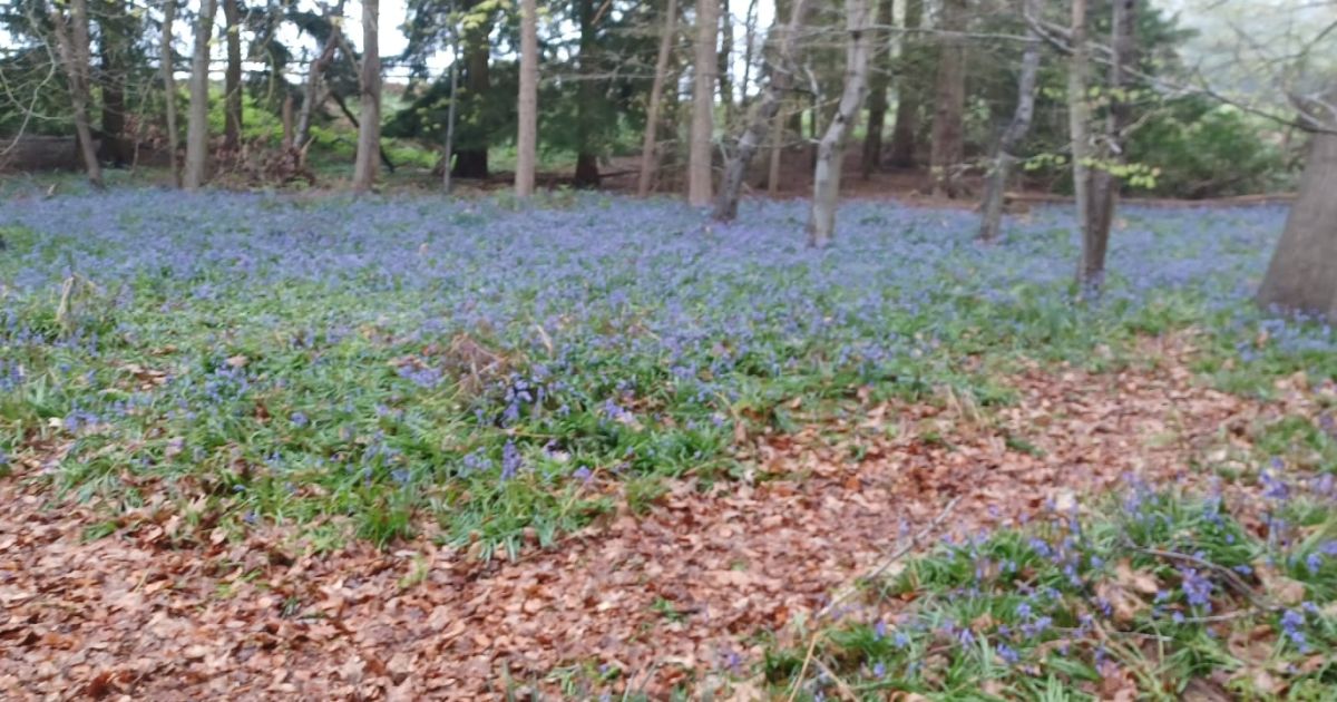 Simons Wood, Three Horse Lakes and Finchampstead Ridges (5.8m / 9.5km ...