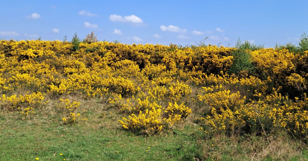 Greenham Common and Kennet & Avon walk - Ramblers