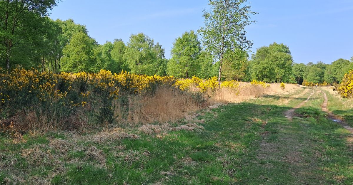 BRAMSHOTT COMMON - Ramblers