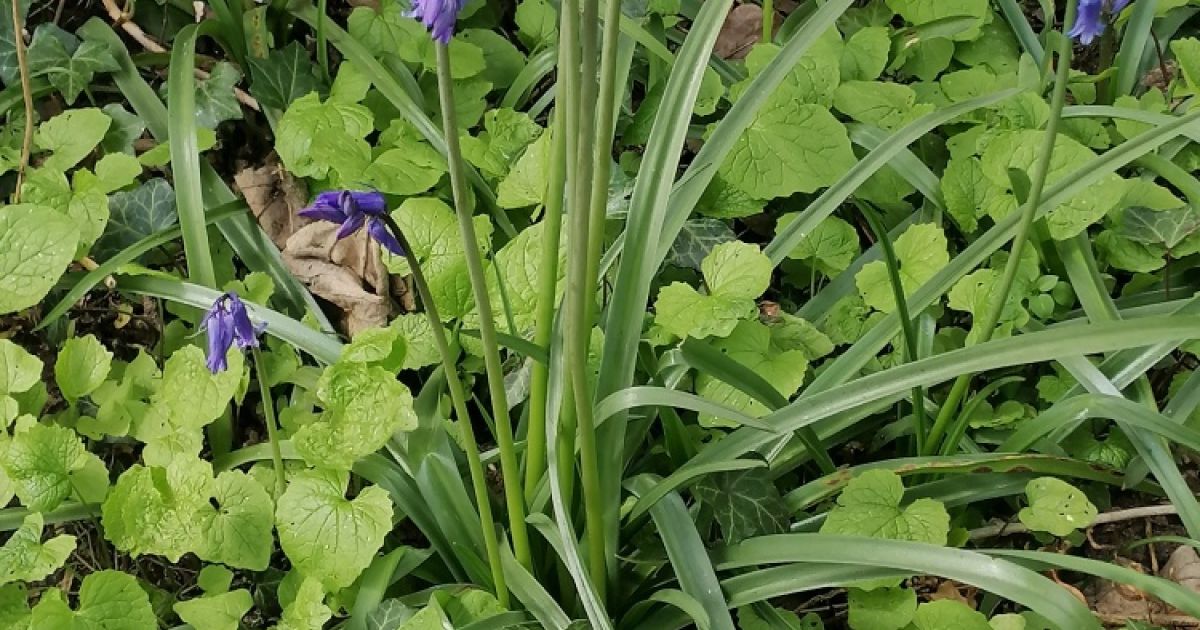 Brayton Barff Bluebells, Selby Canal and Gateforth - Ramblers