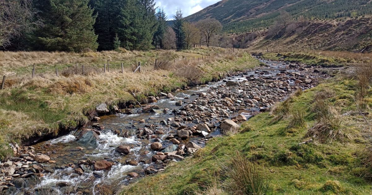 Strachur Forest Loop - Ramblers