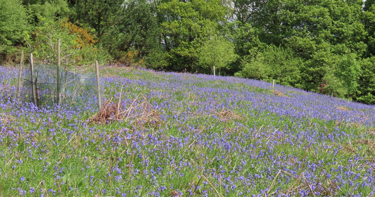 Bluebells North - Ramblers