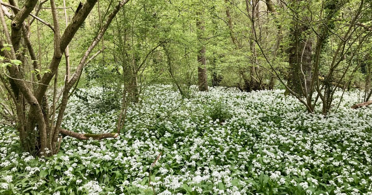 Compton Dando (Bristol Ramblers walk) - Ramblers
