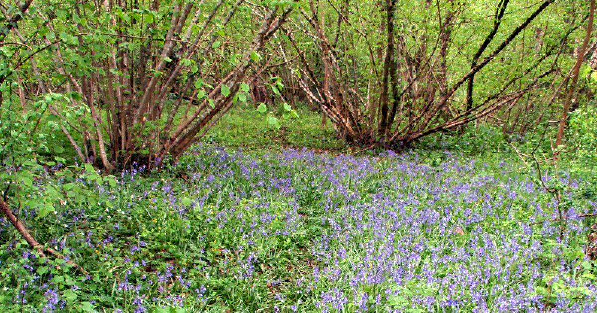 Broomy Walk Circular - Ramblers