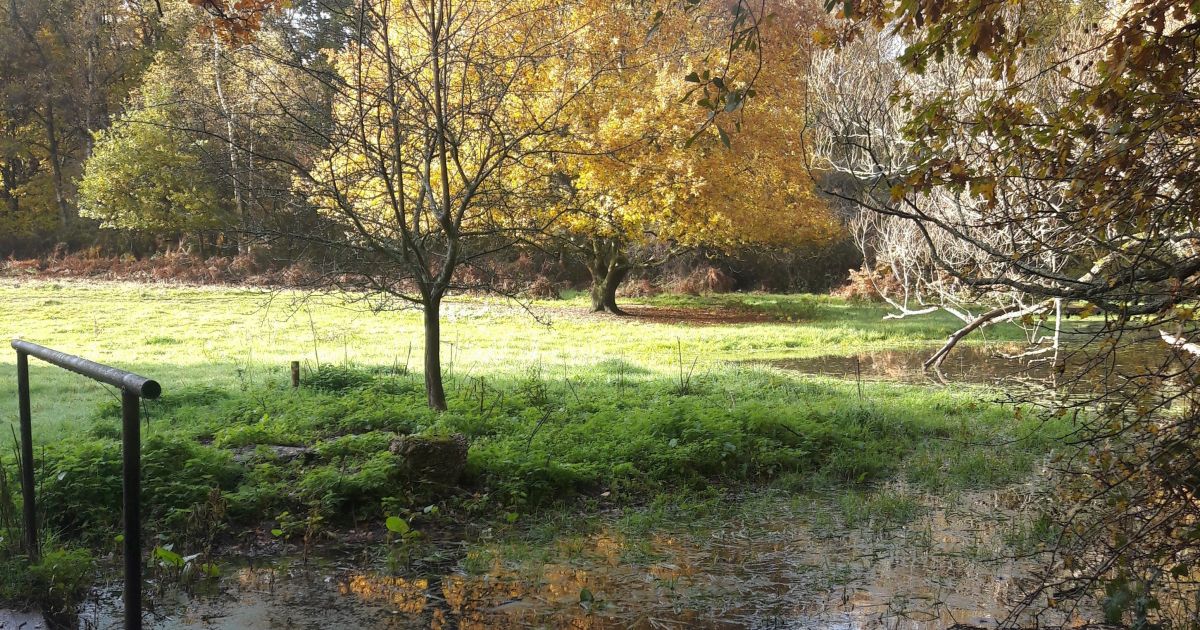 Ruislip Woods - Ramblers