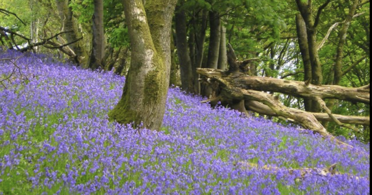 BREAMORE BLUEBELLS - Ramblers
