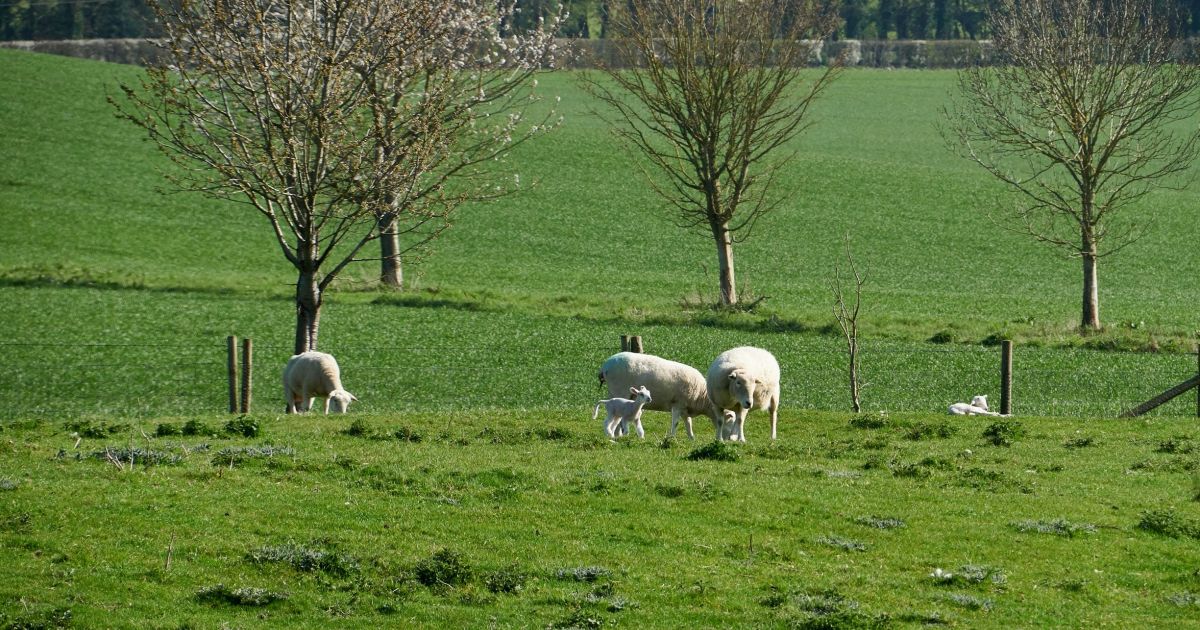Spring Bank Holiday Lockerley Mottisfont circular - Ramblers