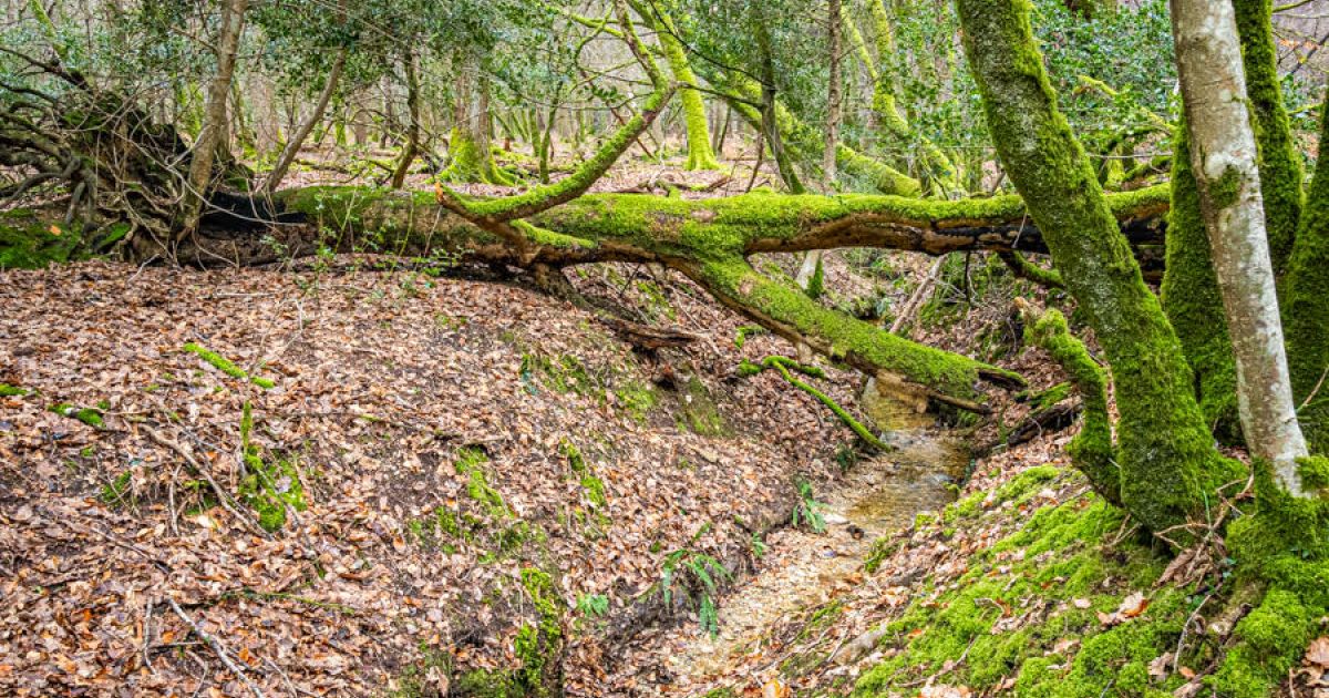 Knapp circular - Ramblers