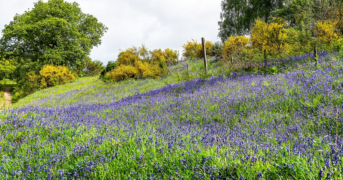 Kinclaven, Ballathie and bluebells - Ramblers