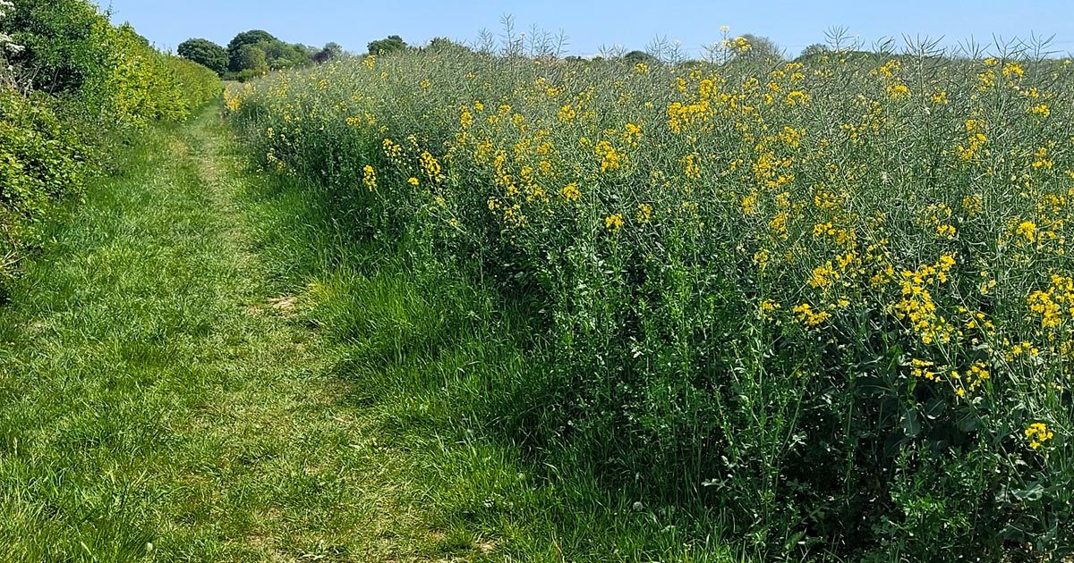 Dane End circular - Ramblers