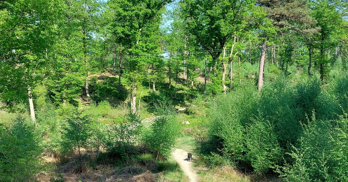 A Three-legged Walk. - Ramblers