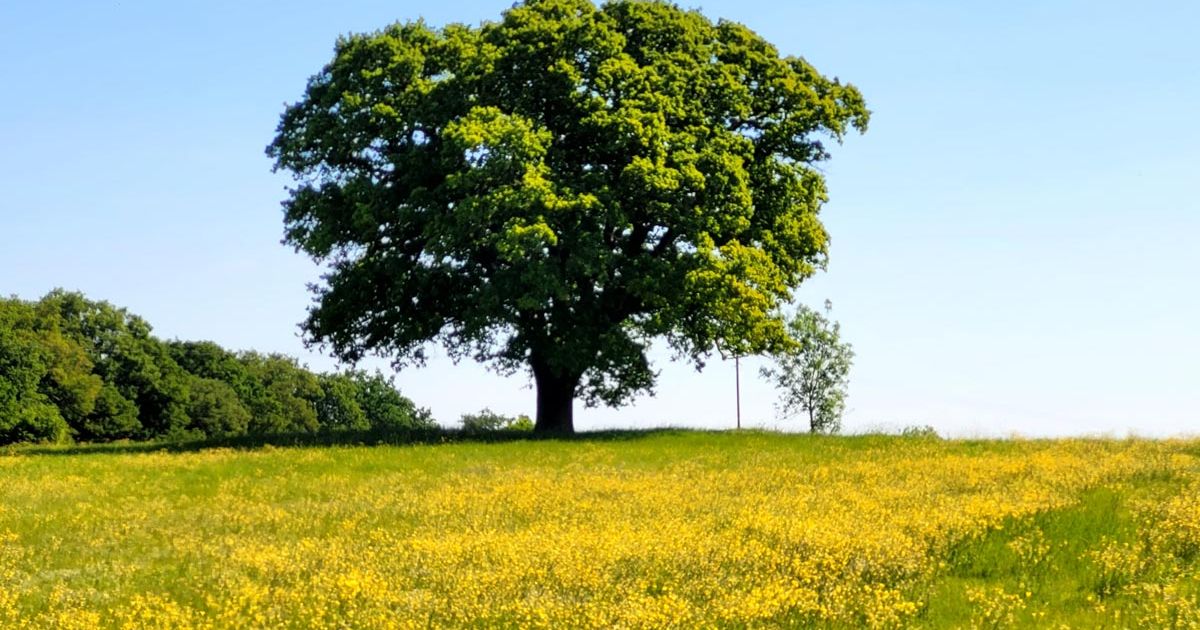 Essendon - Bayford loop - Ramblers