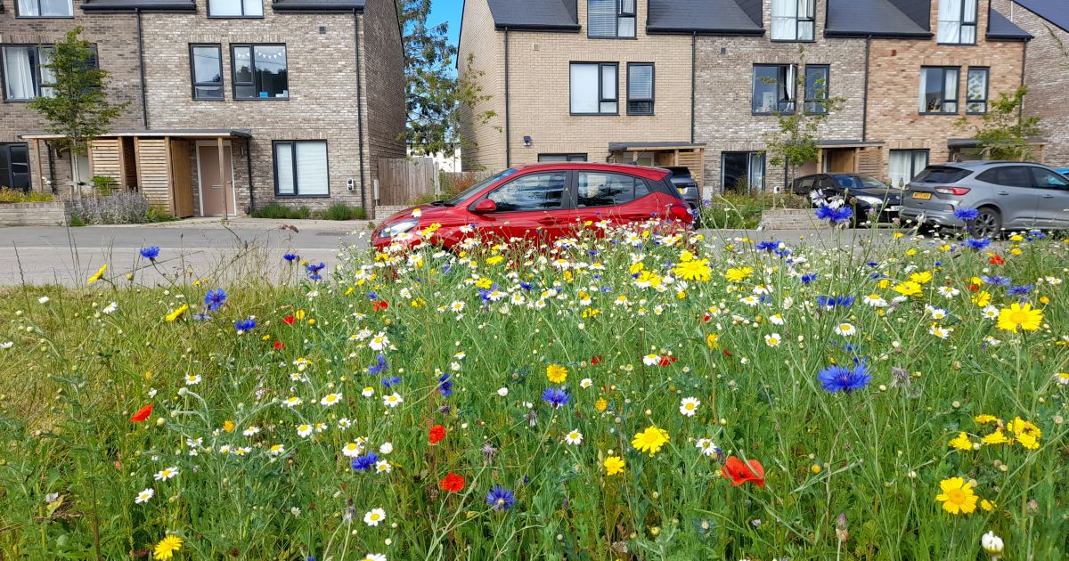 Wellbeing Walk with Really Wild Lockleaze