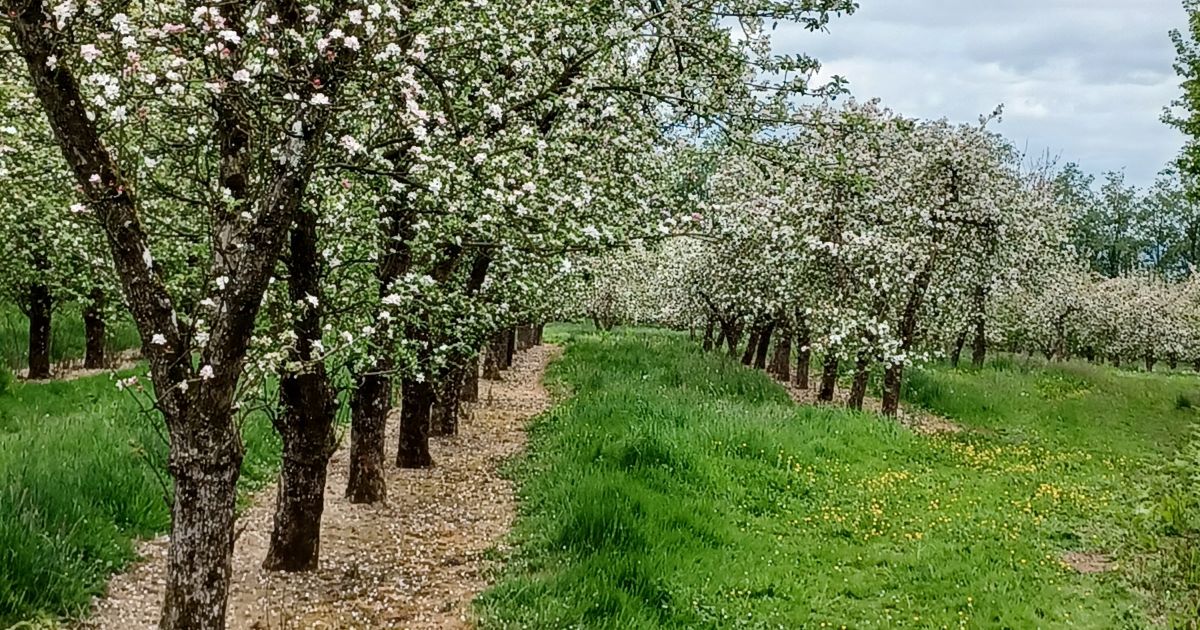 WHIMPLE APPLE BLOSSOM - Ramblers