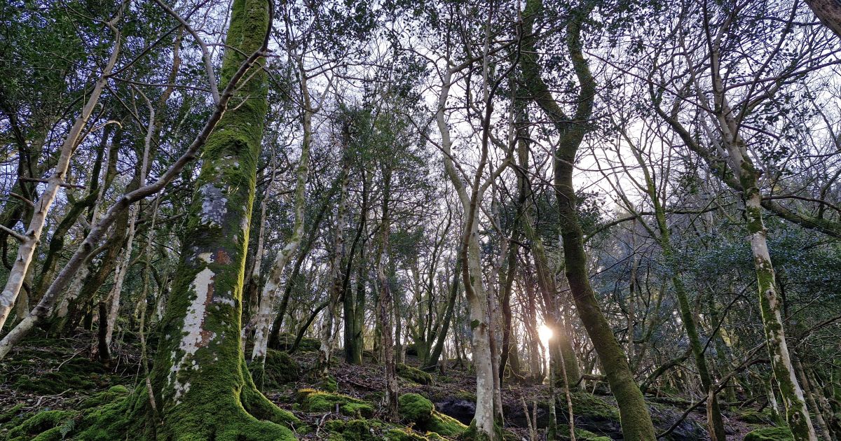HENNOCK CIRCUIT TAKING IN GREAT ROCK AND SHAPTOR WOODS - Ramblers