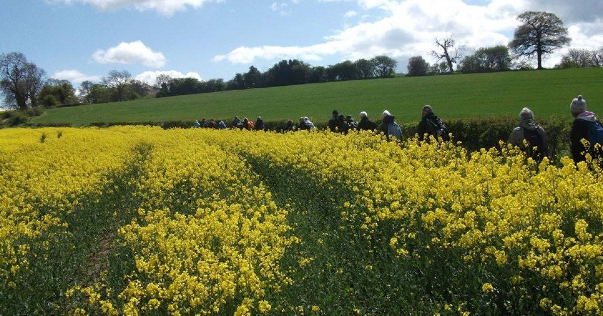 Cossall/Nottingham Canal/Awsworth - Ramblers
