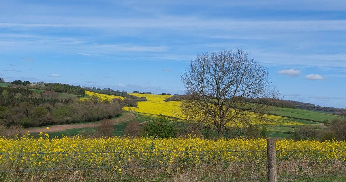 Lockerley circular. via Dean Hill, Farley and Bentley Wood. - Ramblers