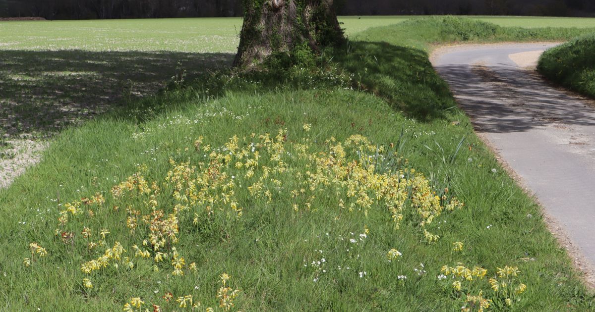 Binsted Circular via Alice Holt Forest - Ramblers