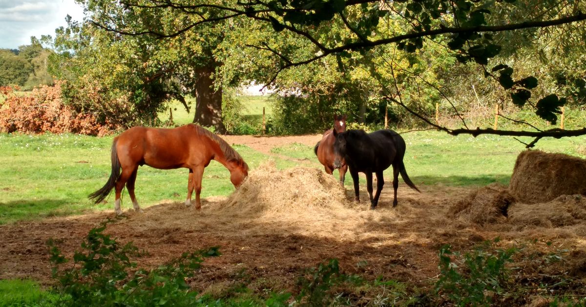 Old Woking, Newark and Cartbridge - Ramblers