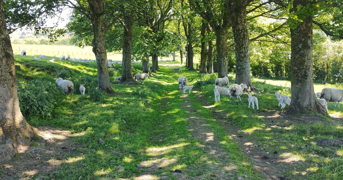 Wheelton Village to Great Hill Circular - Ramblers