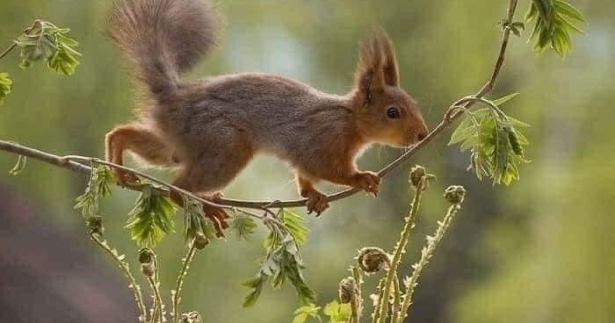 Cooper takes a roller coaster in Hawkley! - Ramblers