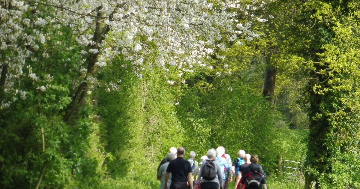 Little Hay - Grade 3-4