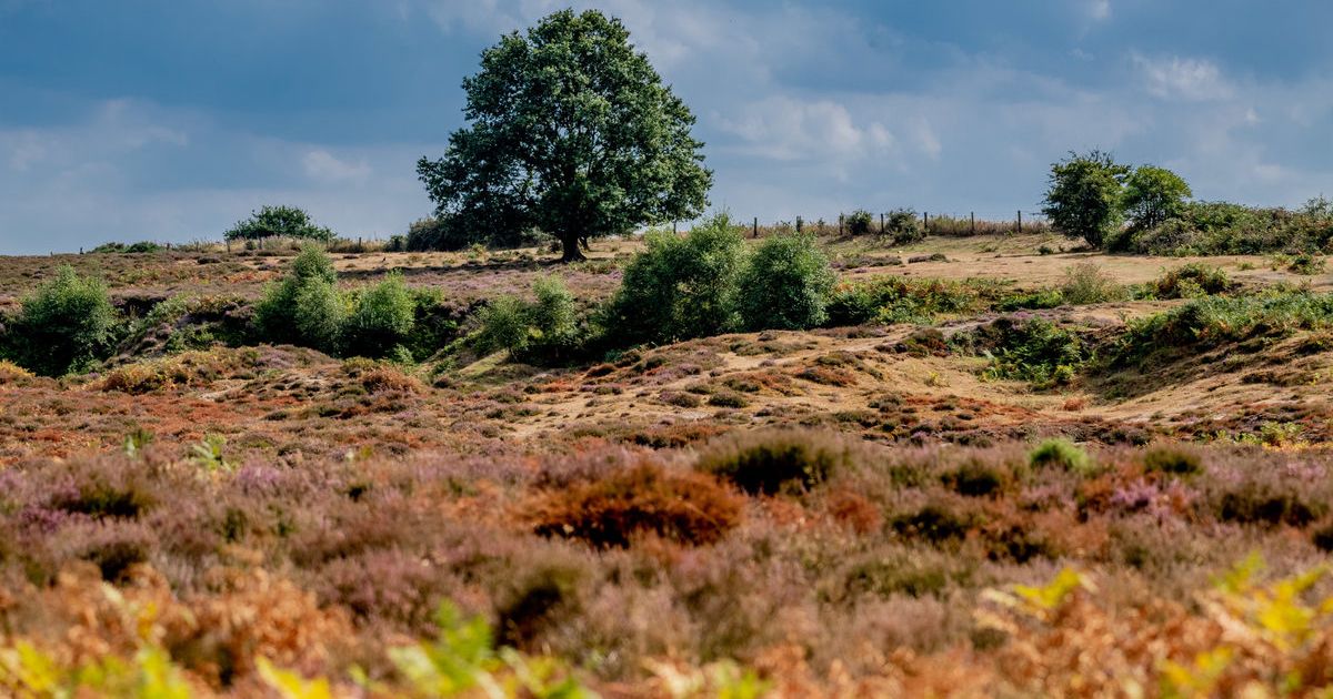 Roydon/ Pott Row - Ramblers