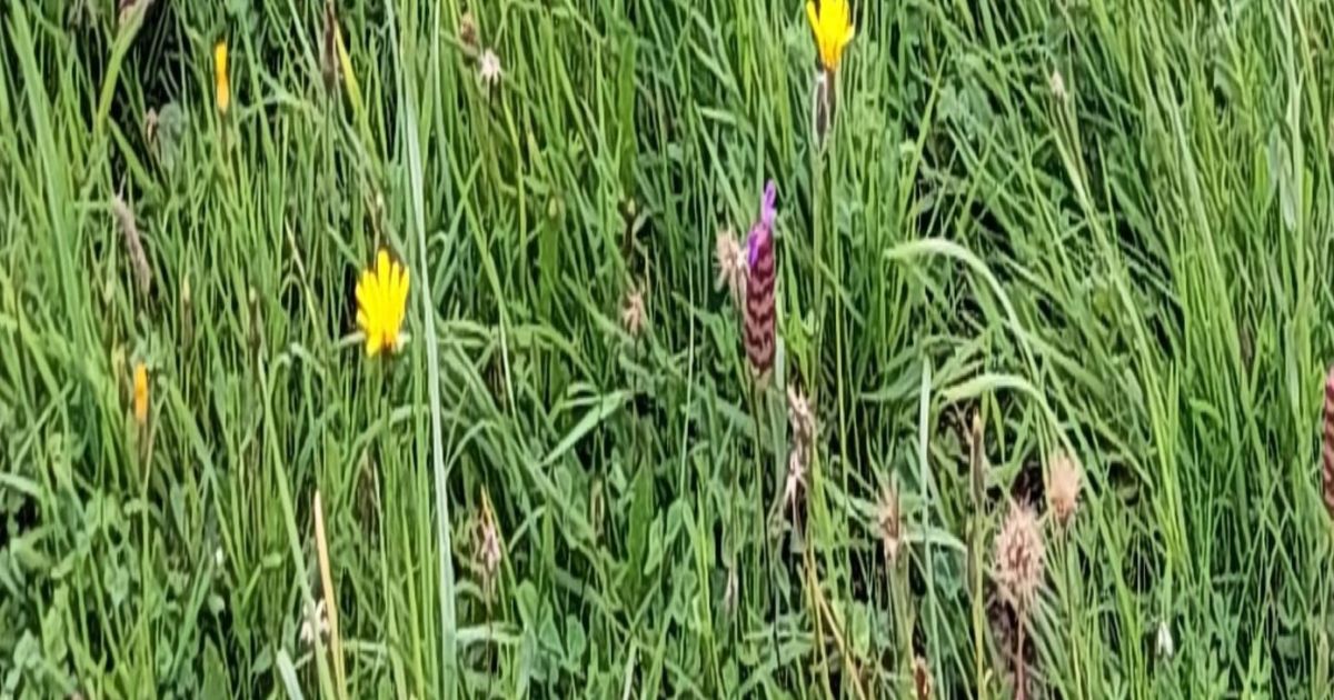 Valley Park Circular - Ramblers