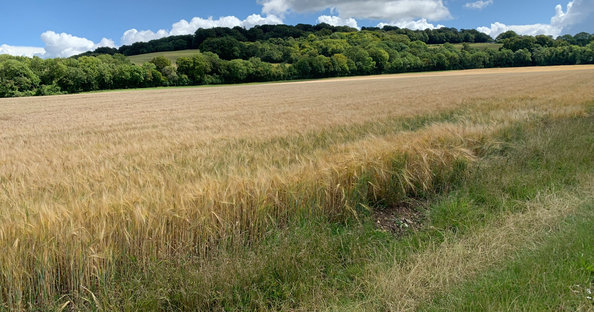 Watlington Circular - Ramblers