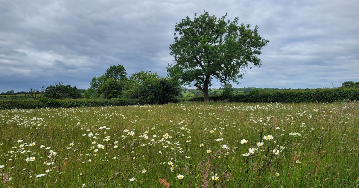 Ashbourne - Ramblers