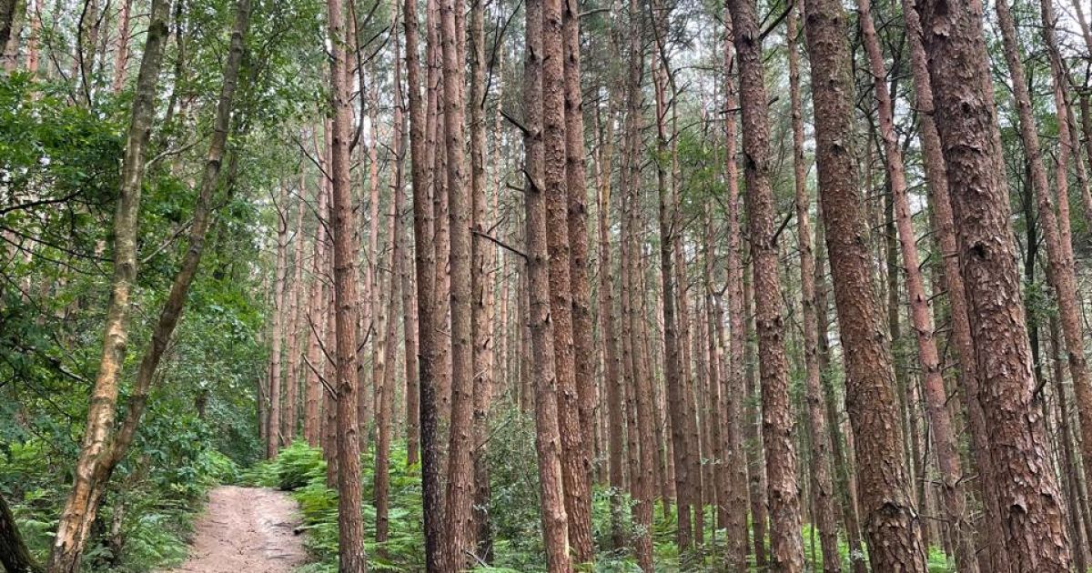 London to Brighton Stage 5: Horsham to Haywards Heath - Ramblers