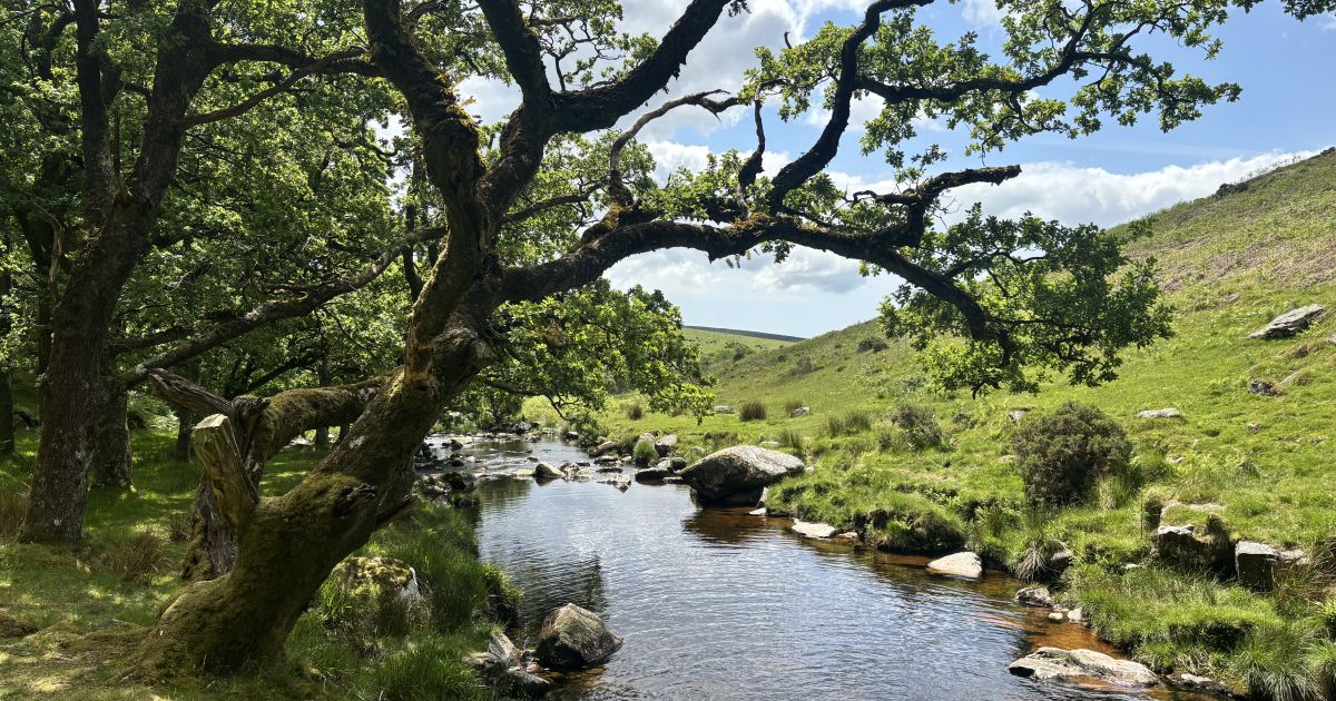 Open moorland and Piles Copse ancient woodland - Ramblers