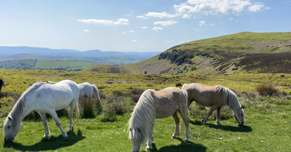 Above Painscastle: FULL - Ramblers