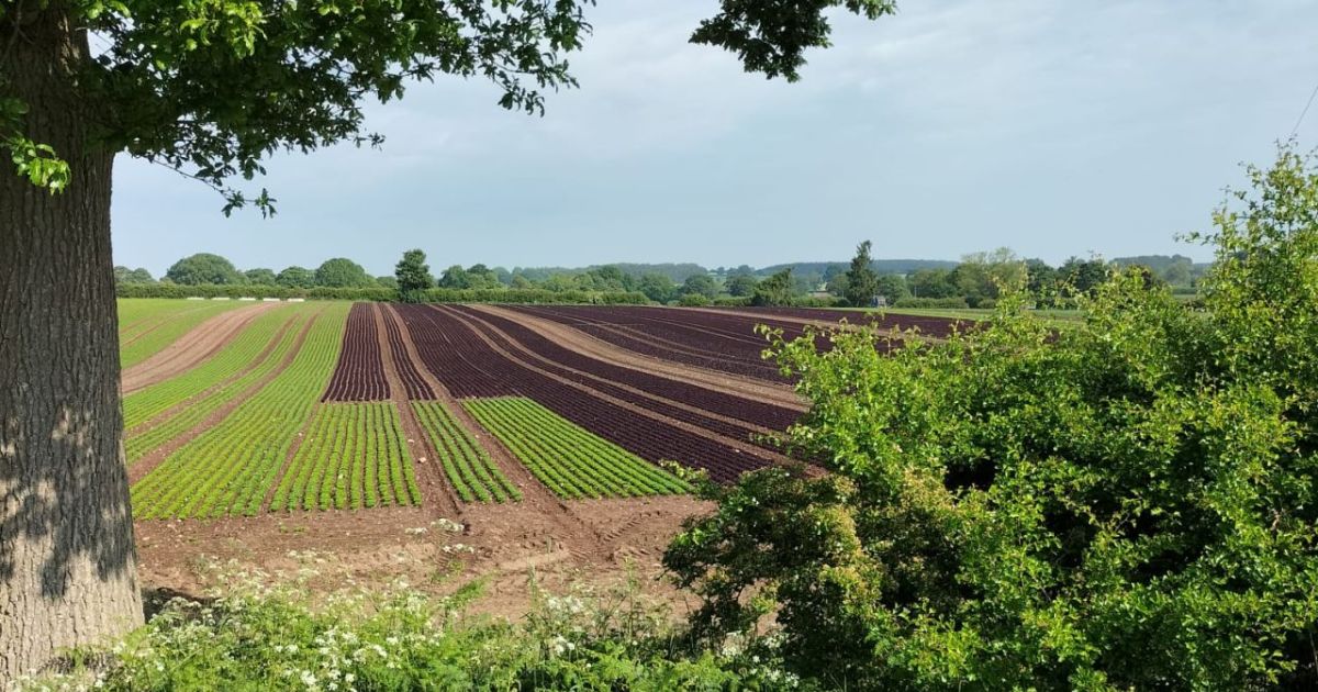 Shifnal circular,Shropshire - Ramblers