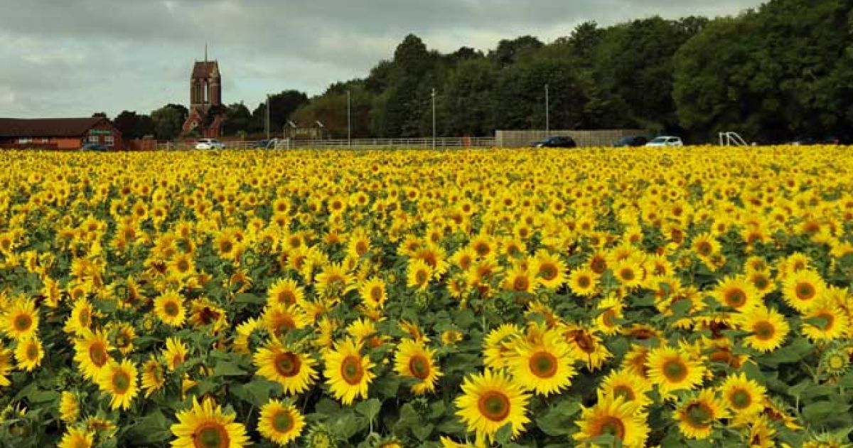 Short Walk: Sunflowers at Beckett's Farm - Ramblers