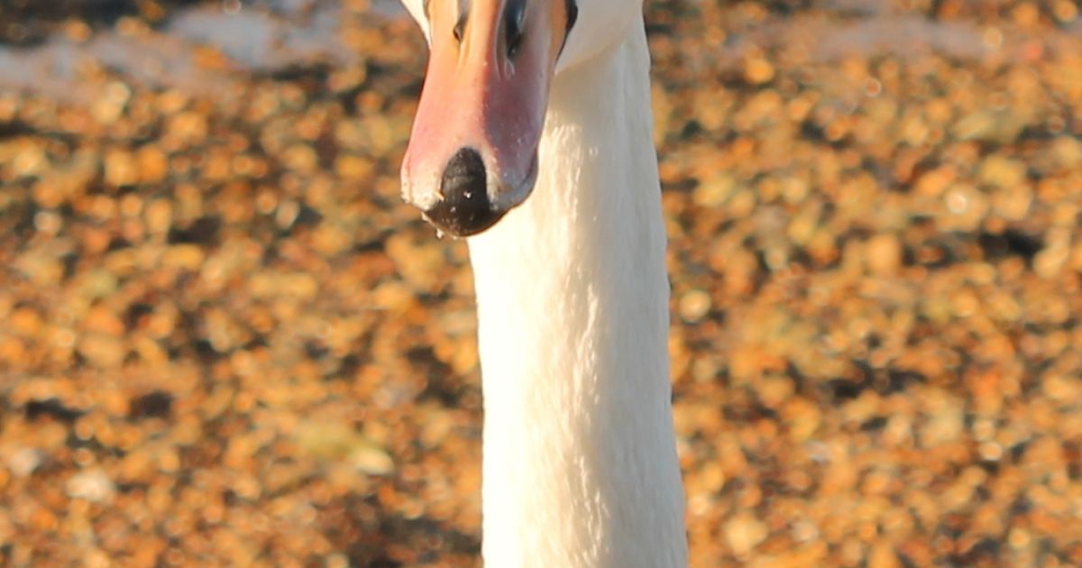 Itchen and Solent Way circular - Ramblers