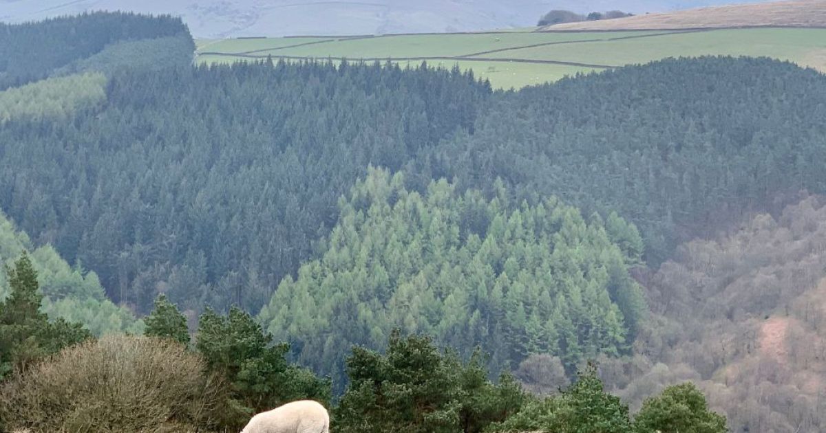 Ashopton, East of Ladybower - Thur 25 Sep - Ramblers