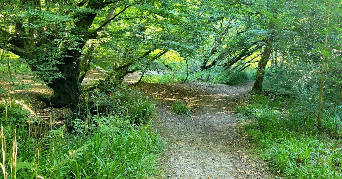 Broxbourne woodland walk - Ramblers