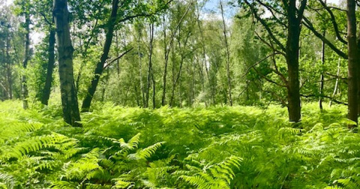 Worplesdon & Whitmoor Common (revised route) - Ramblers