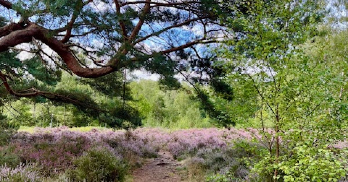 Fishpool @ Gracious Pond Road on to Chobham Common - Ramblers
