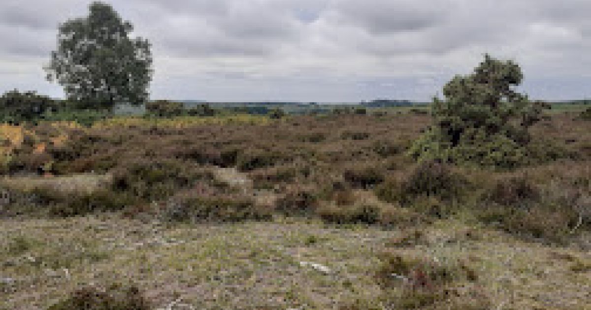 FOREST AND HEATH FROM ACRES DOWN - Ramblers