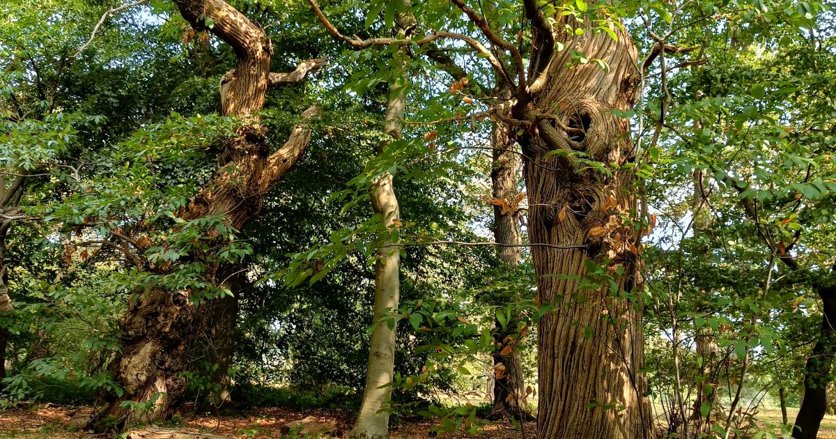 Winterfold Forest - Ramblers