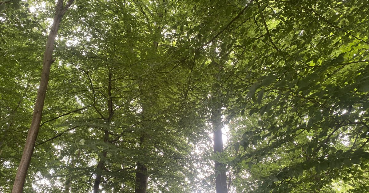 Circular walk from Kingsthorpe, through Harlestone Firs and The ...