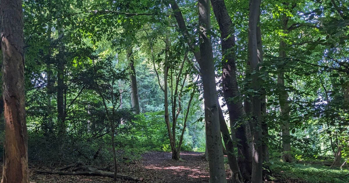 Shotover Park Evening Woodland Ramble - Ramblers