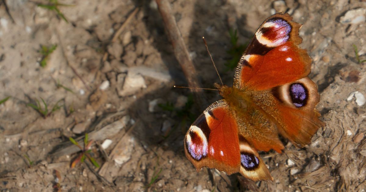 South Wonston Circular - Ramblers