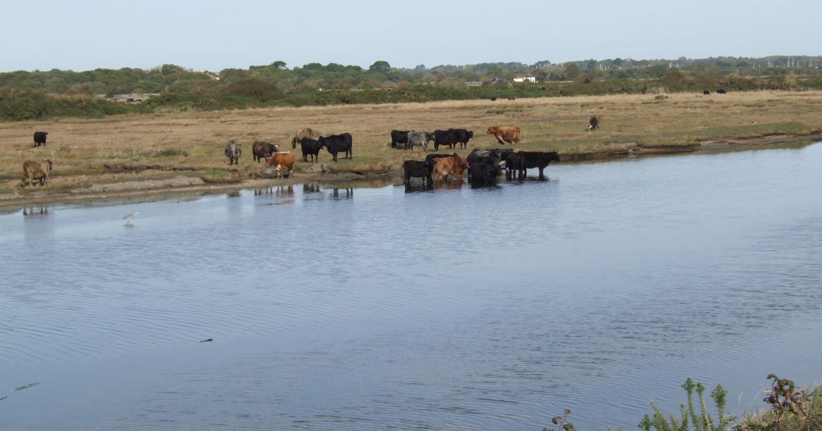Pennington Marshes - Ramblers