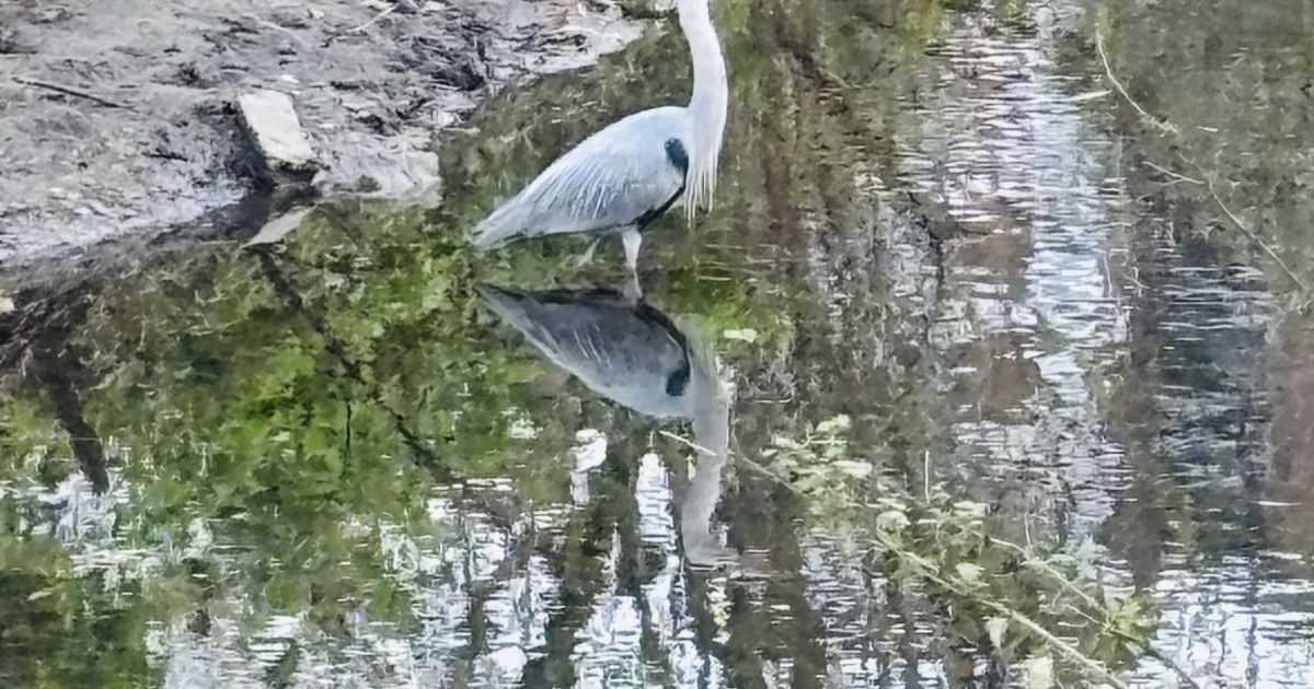 Lewisham Circular - Ramblers