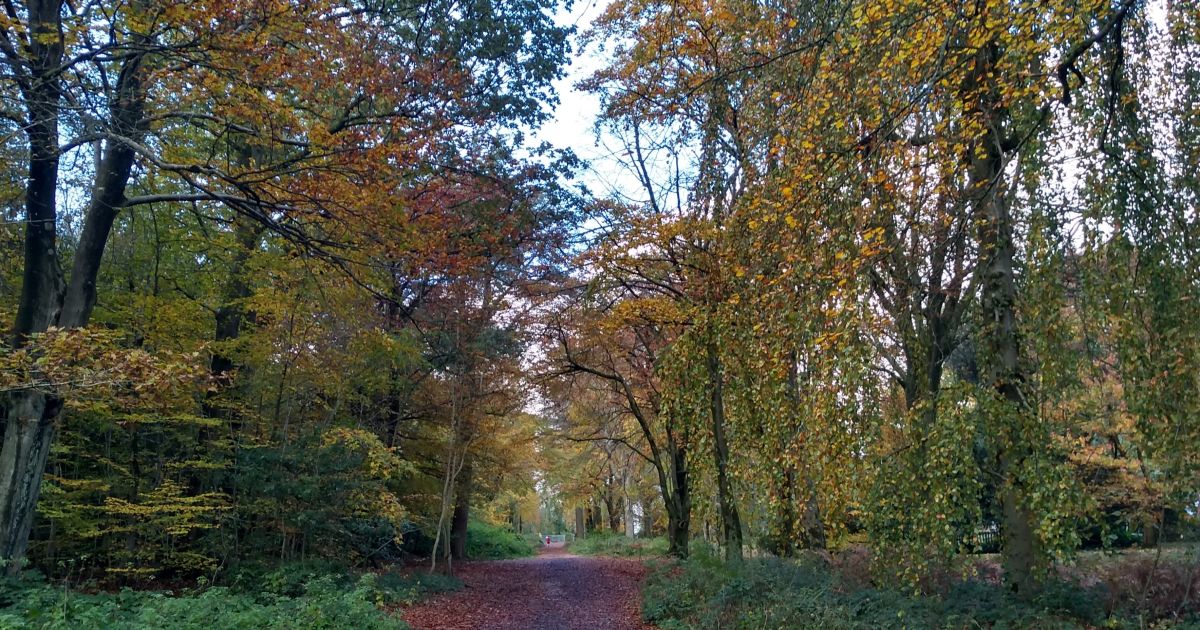 Short Walk: Autumn Colours in The Lickeys - Ramblers