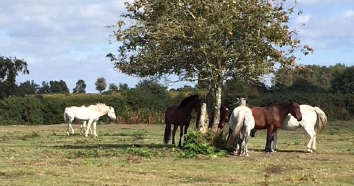 New Forest Heather Walk Circular - Ramblers