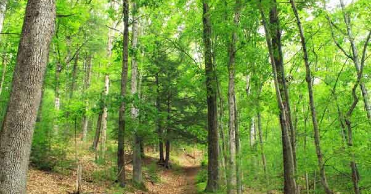 Short Walk: The Royal Town: Sutton Park & Sutton Coldfield - Ramblers